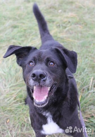 Такому добряку не место в приюте