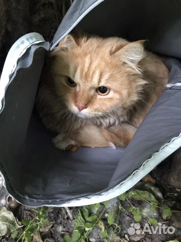 Кот в добрую семью