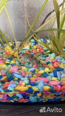 Аквариумные рыбки отдам бесплатно