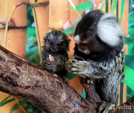 Детки обезьянок