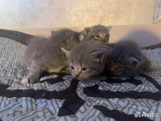 Британские котята