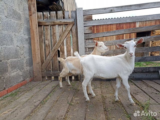 Козлята