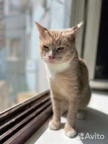 Котик Лучик