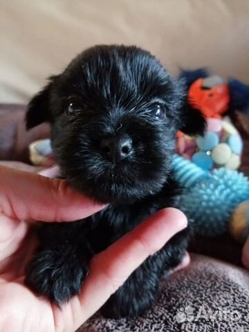 Черный мальчик йорка. (IHR