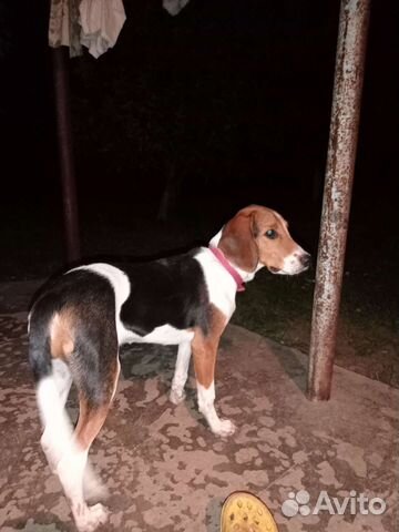Бигль (девочка) 6 месяцев. Цена 7000