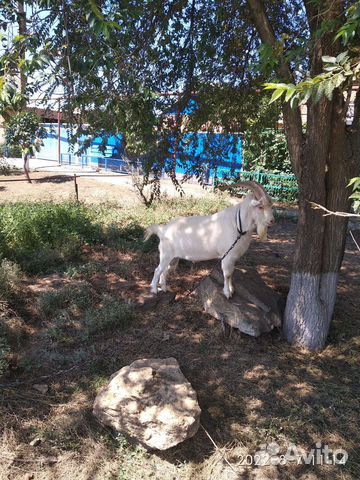 Козел на случку