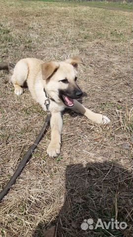 Собака в добрые руки щенок