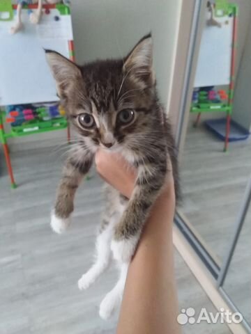 Котенок (девочка) в добрые руки