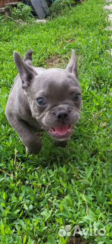 Французский бульдог