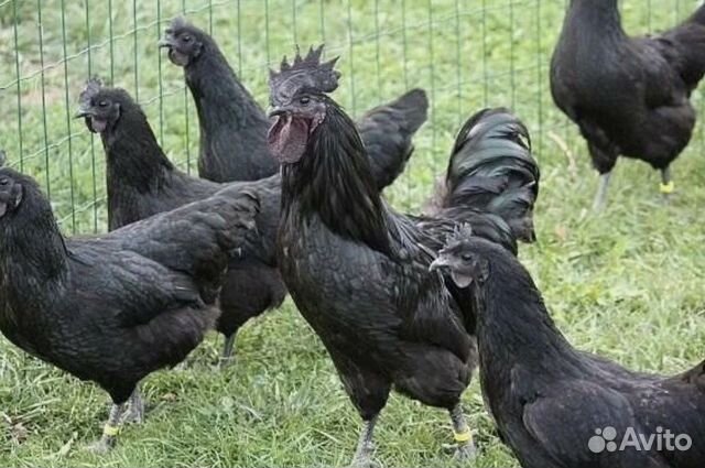 Куры породы Ухейилюй