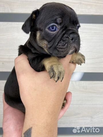 Девочка black tan