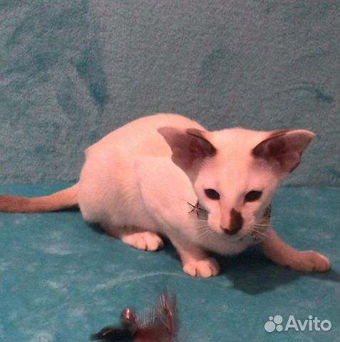 Ориентальная