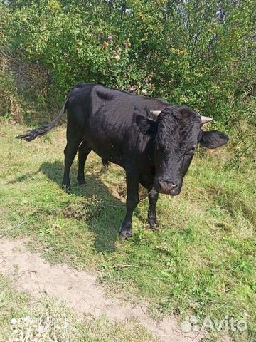 Бычек год и три месяца