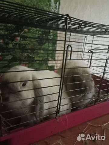 Два кролика вислоухие вараны с клеткой