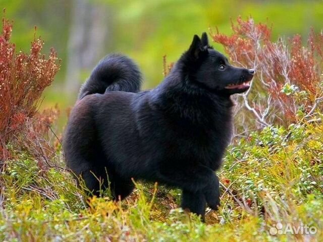 Щенки схипперке