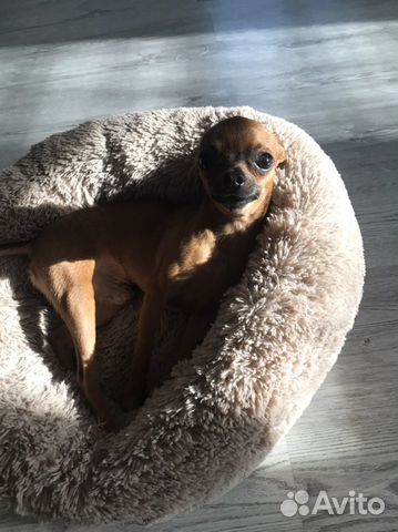 Вязка той-терьер