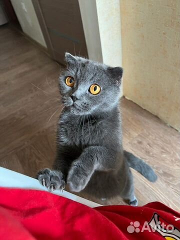 Кошка