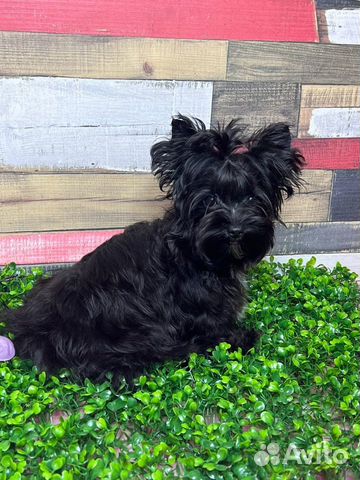 Малыш мини черного окраса