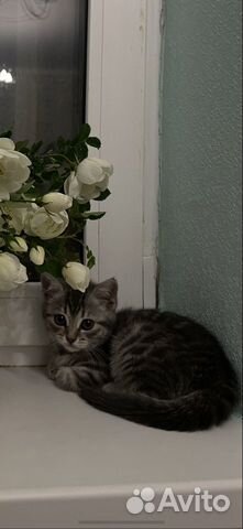 Котенок британский