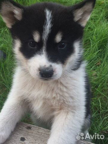 Отдаю хутят в хорошие руки