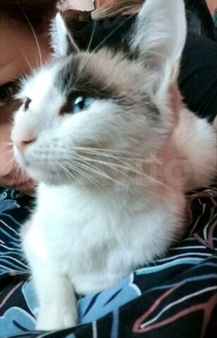 Котята породистые
