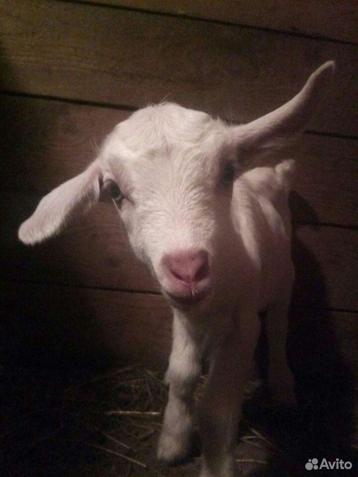 Коза зааноальпийская