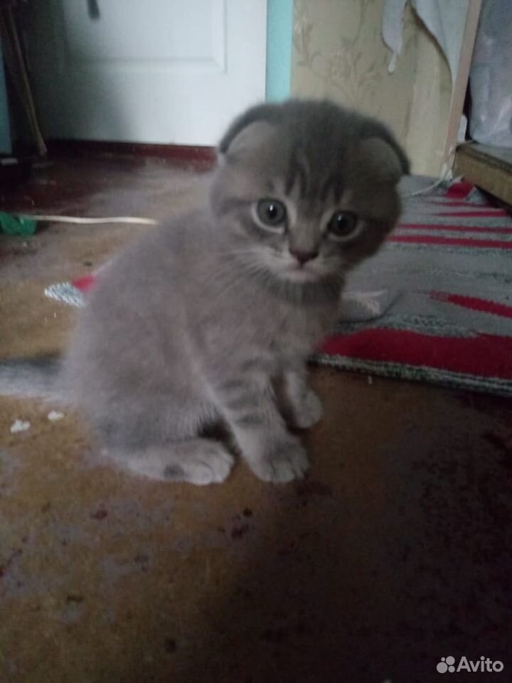 Котенок Британец веслоухий