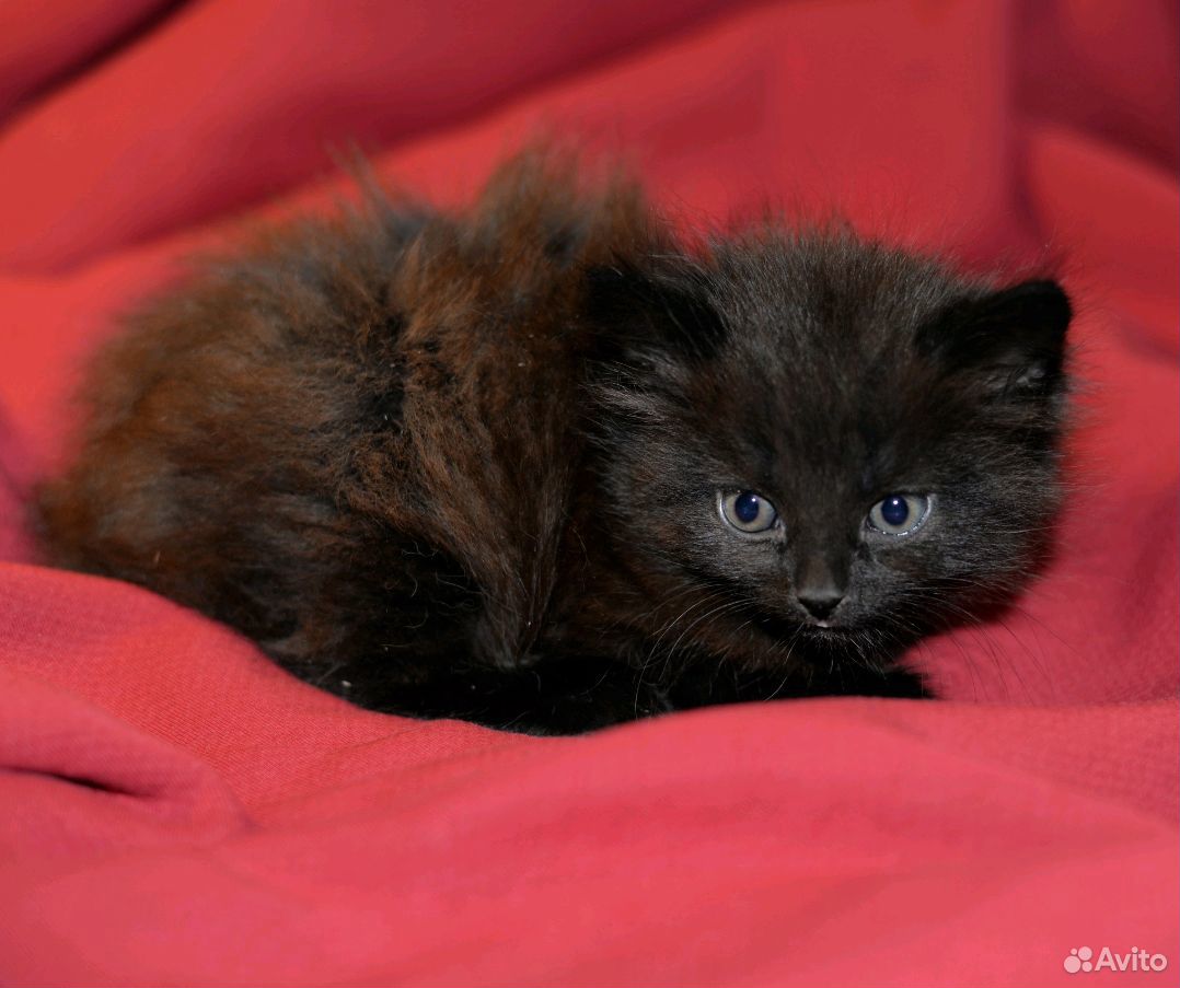 Котёнок полуперс