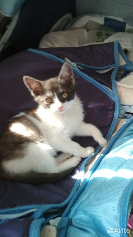 Котееок мальчик