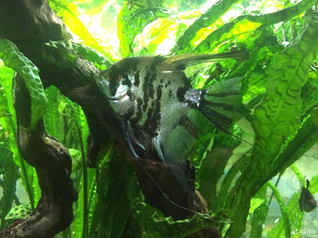 Бесплатно рыбки