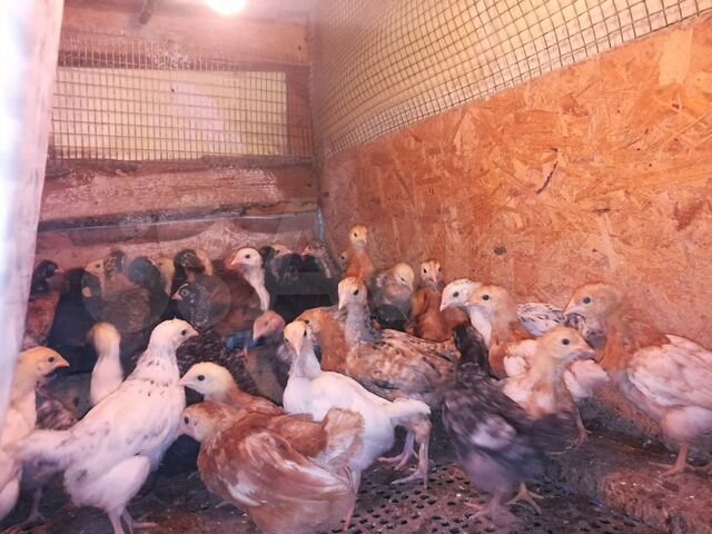 Цыплята домашних кур (подрощеные)