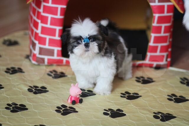 Самые красивые миники ши-тцу +видео