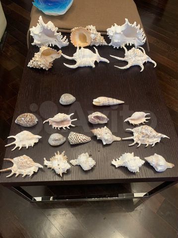 Морские ракушки раковины