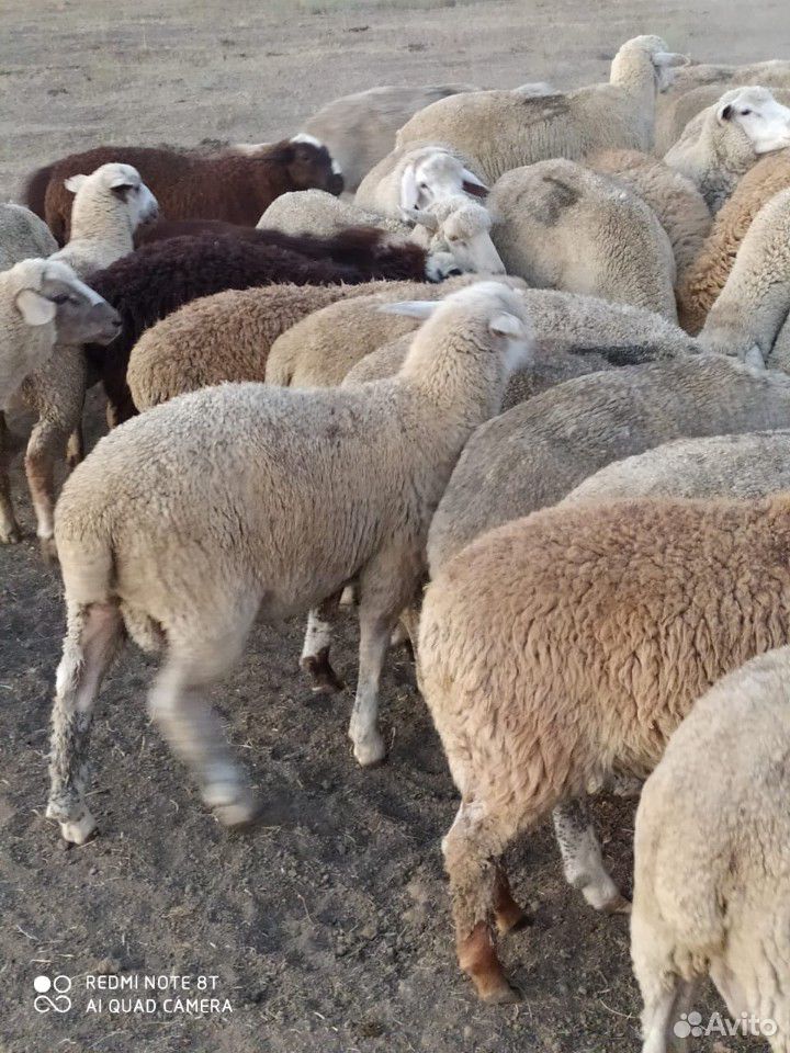 Баранчики на племя Мериноланд