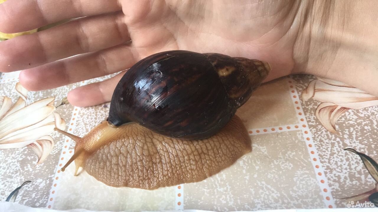 Улитка ахатинская