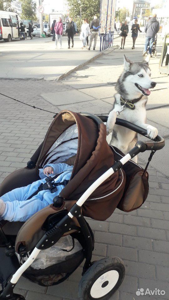 Кобель породы хаски ожидает случки