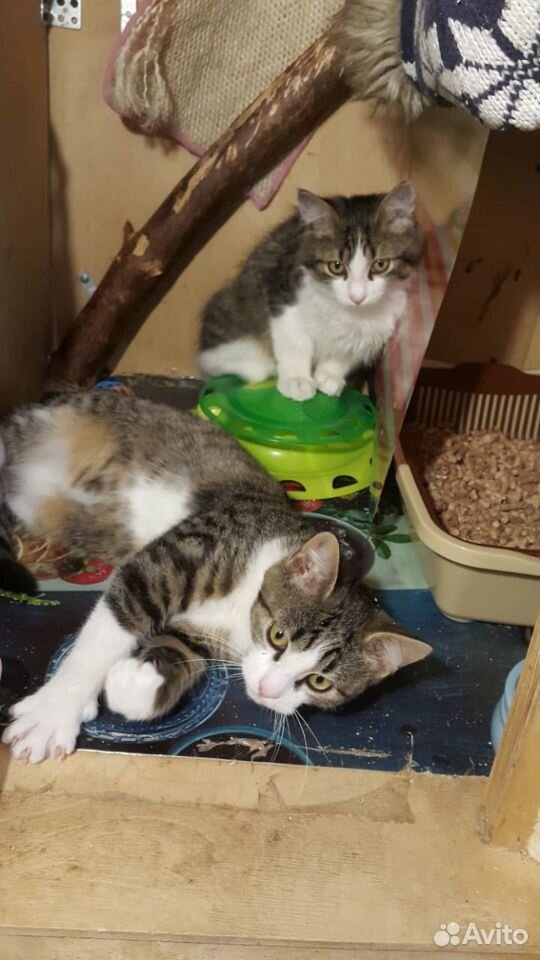 Котята в дар
