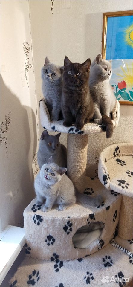 Бринские плюшевые малыши ищут дом