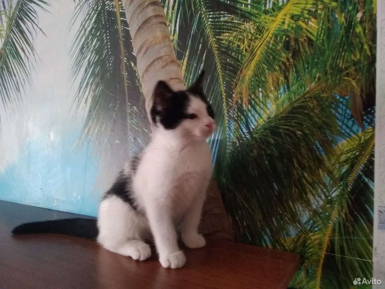 Котенок Алекс