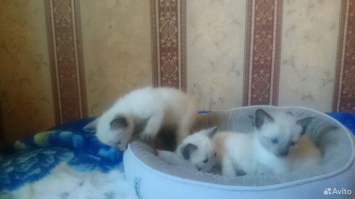 Котята