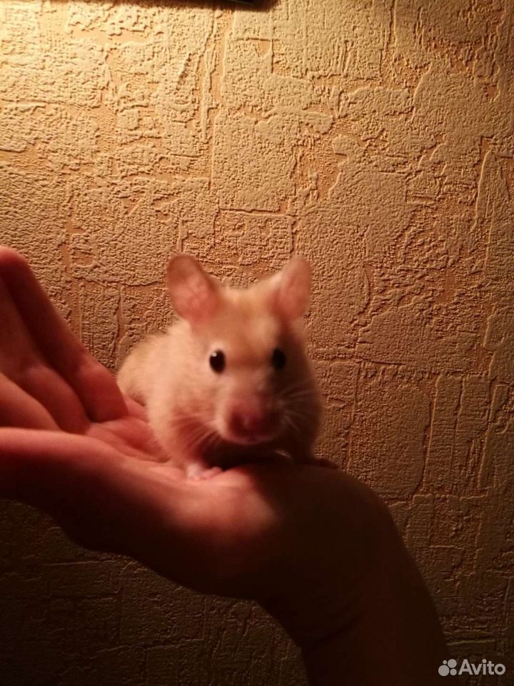 Сирийский хомяк