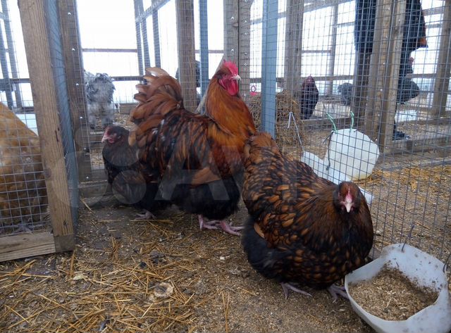 Семья орпингтон золотой черноокаймленный