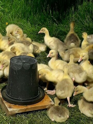 Яйцо гуся инкубационое