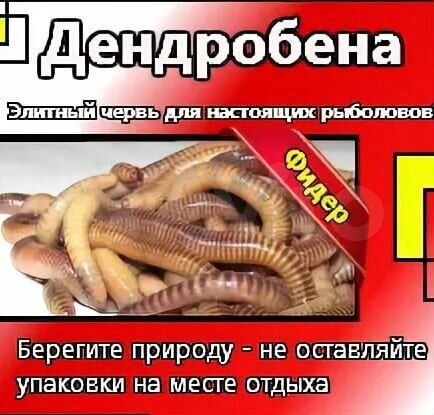 Червь Дендробена Венета