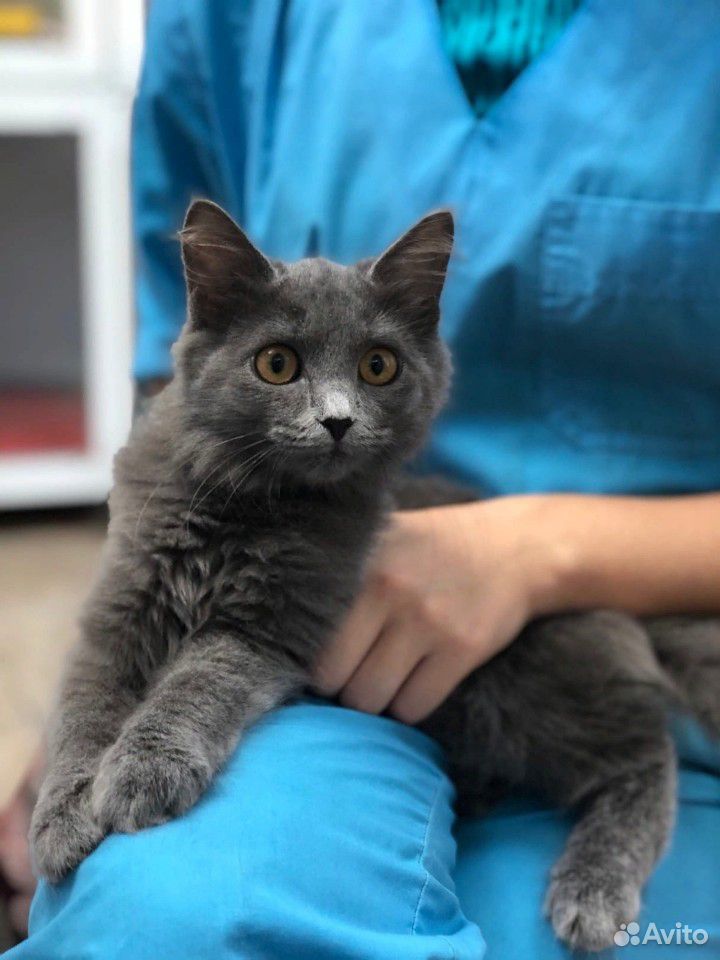 Дымчатая красавица ждет семью