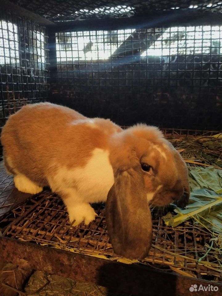 Кролик Французский Баран